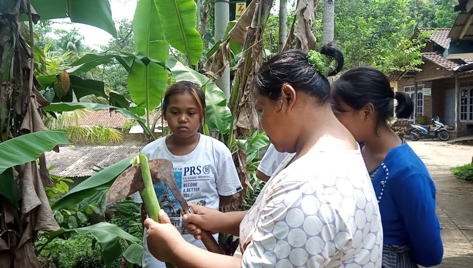 Oplok oplok - Eksotika Desa