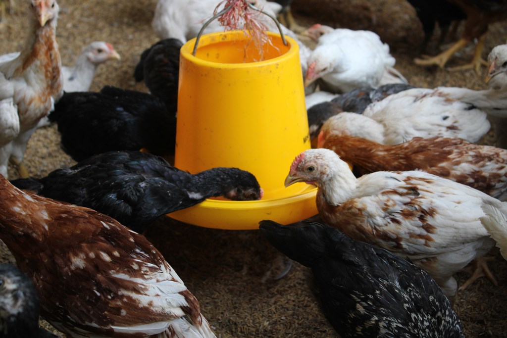 Ternak Ayam Kampung - Eksotika Desa