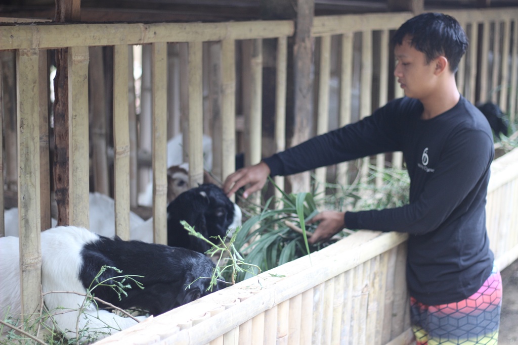 Peternakan di Giripurno - Eksotika Desa