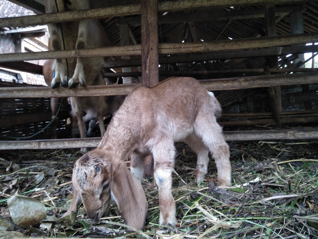 Ternak Wedus - Eksotika Desa