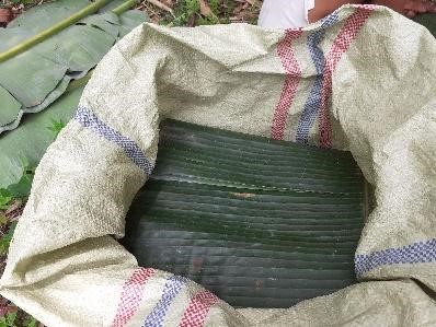 Godong Gedang - Eksotika Desa