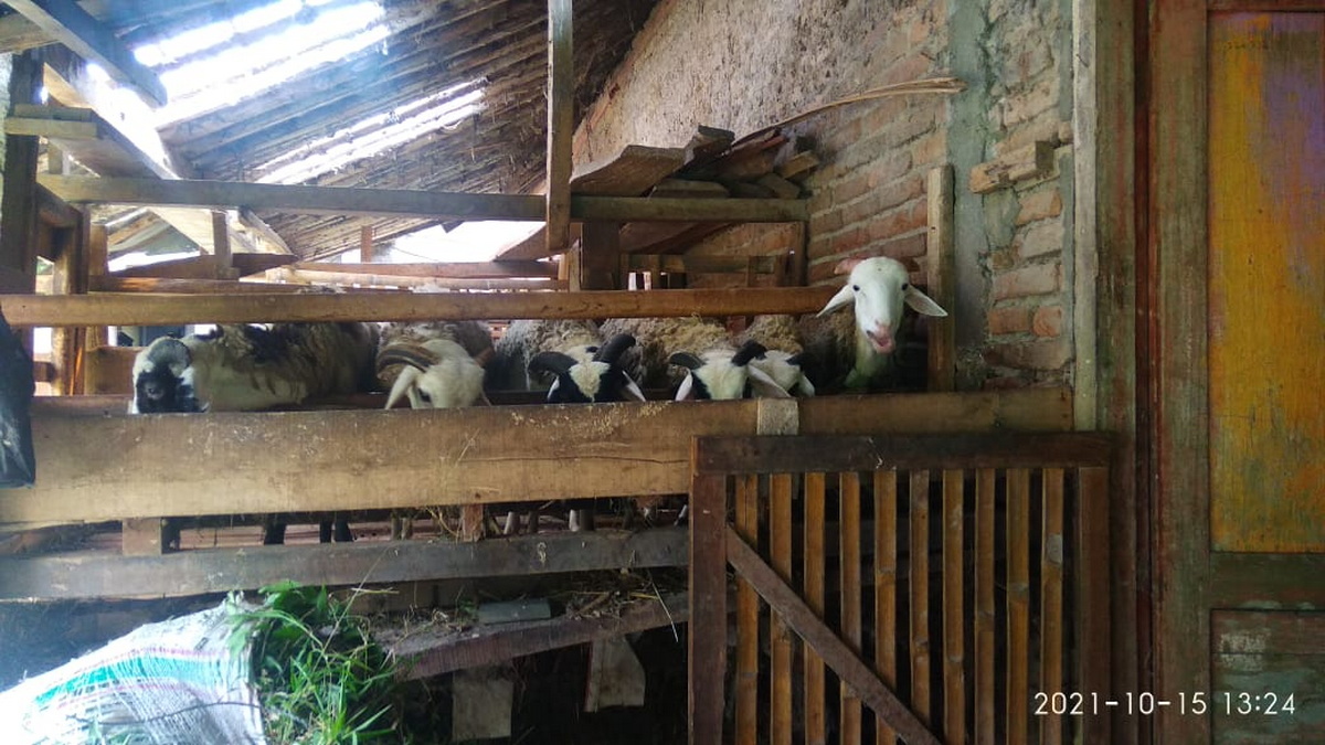 Peternak Kambing - Eksotika Desa