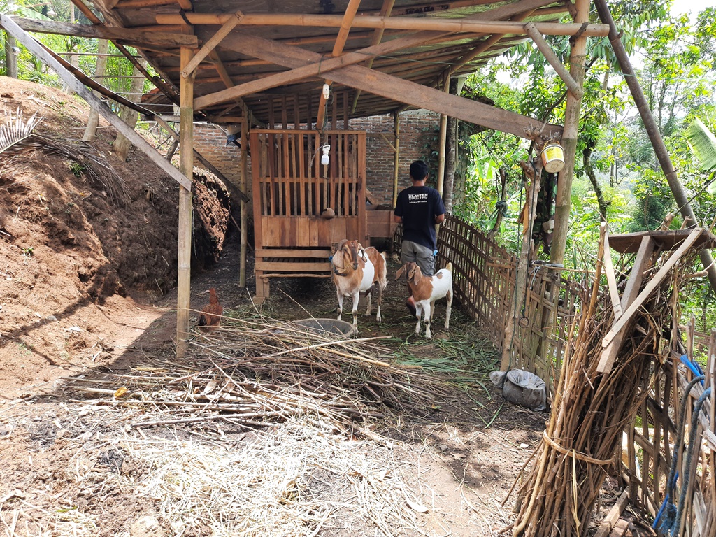 Kandang Wedus - Eksotika Desa