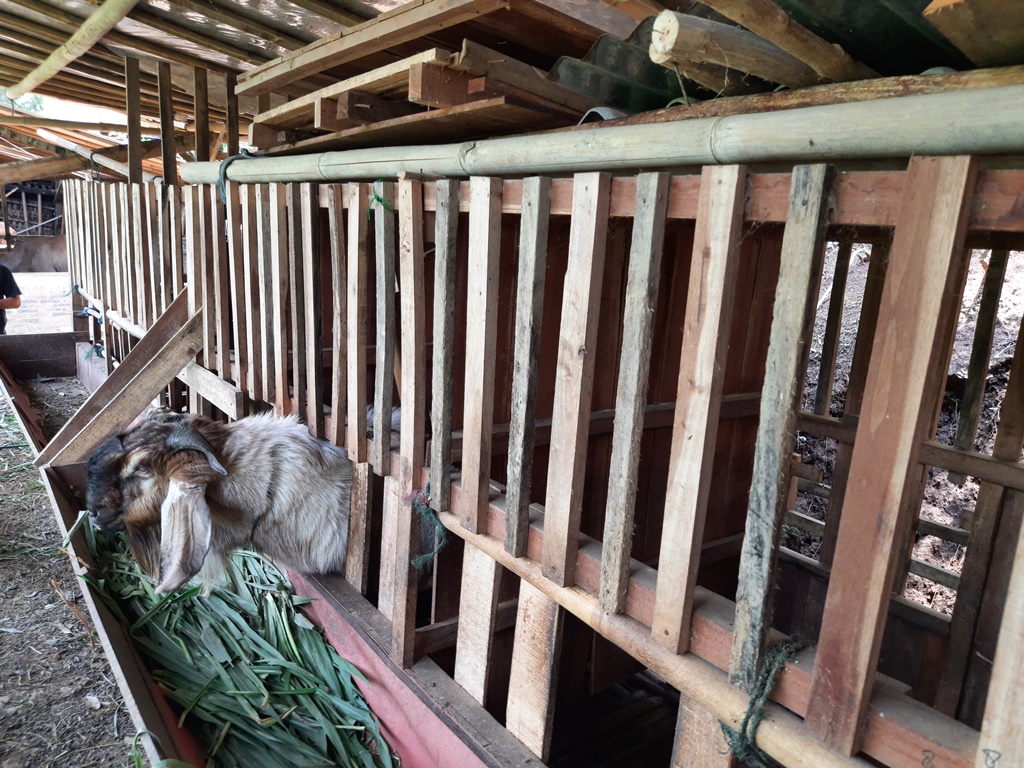 Kandang Wedus - Eksotika Desa