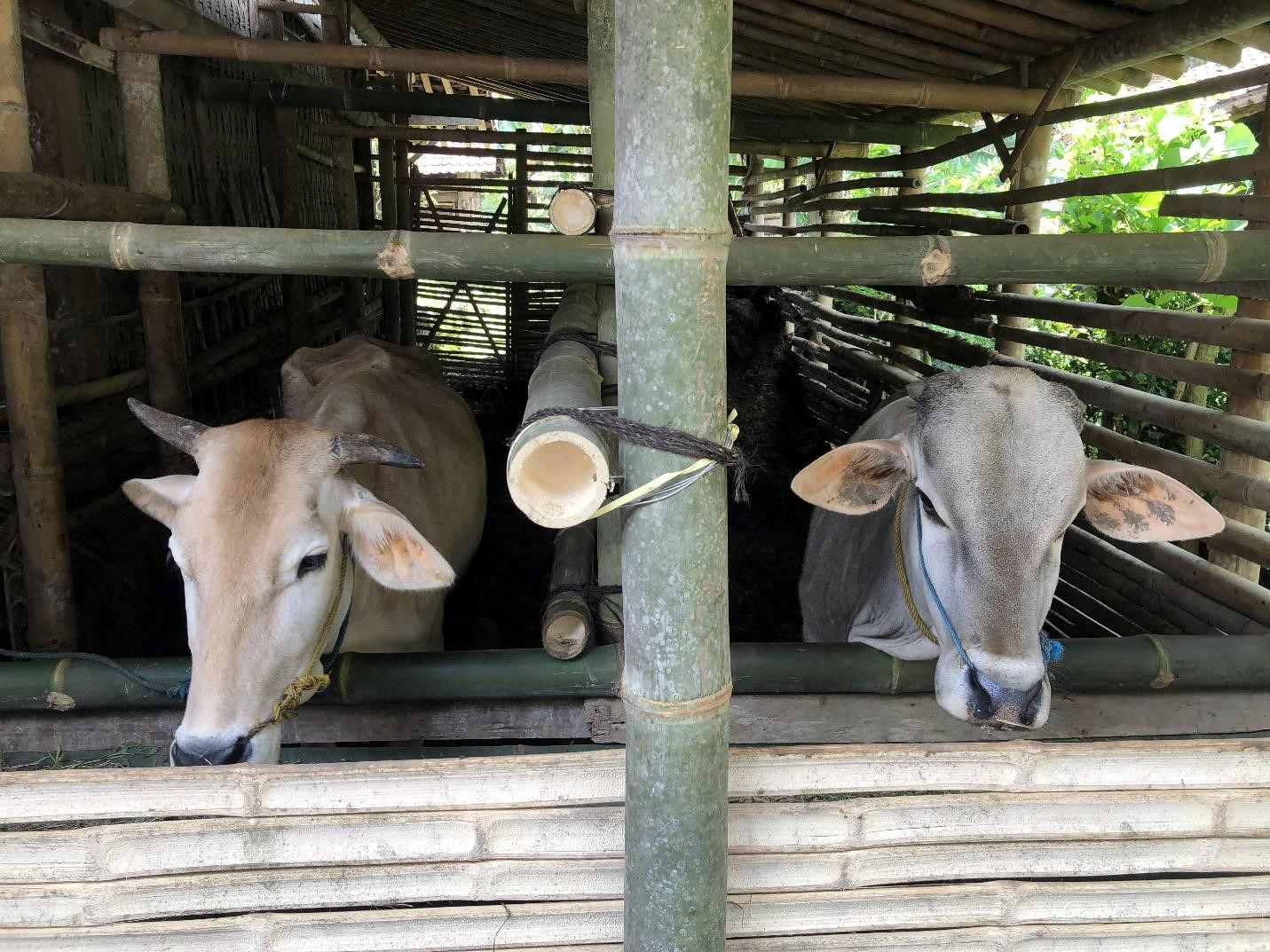 Ternak Sapi Jawa - Eksotika Desa