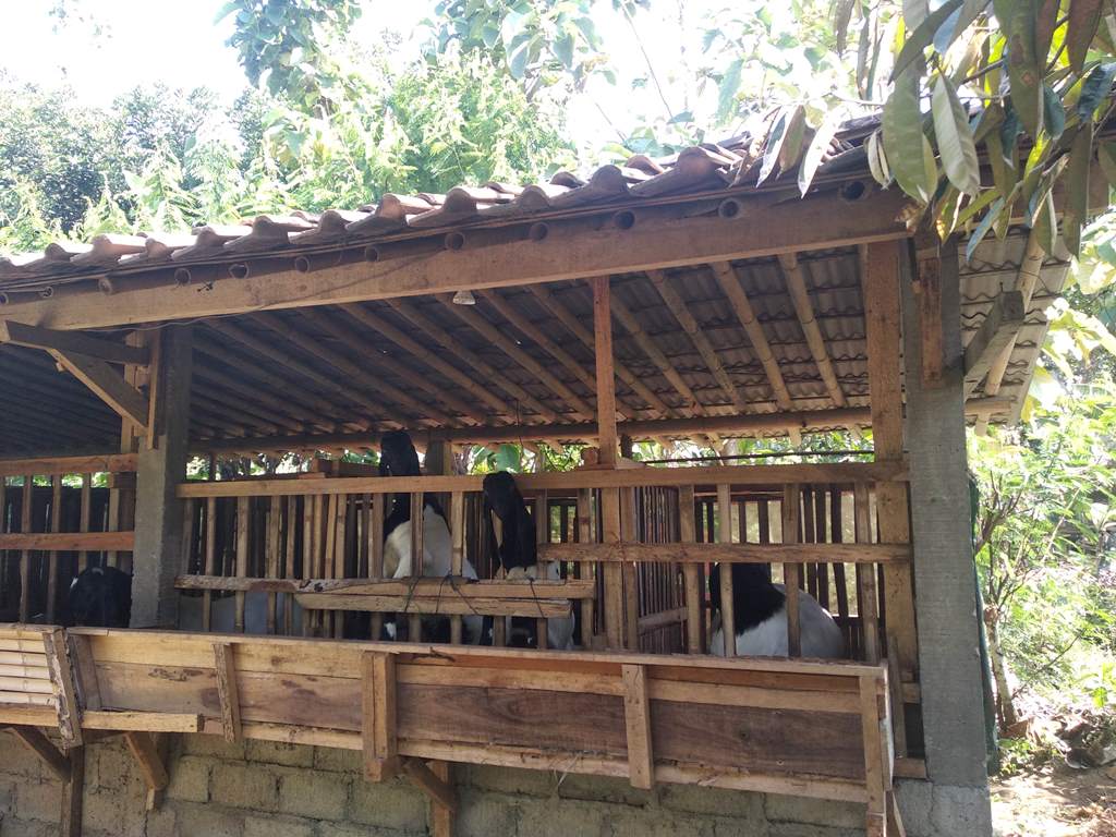 Ternak Kambing PE - Eksotika Desa