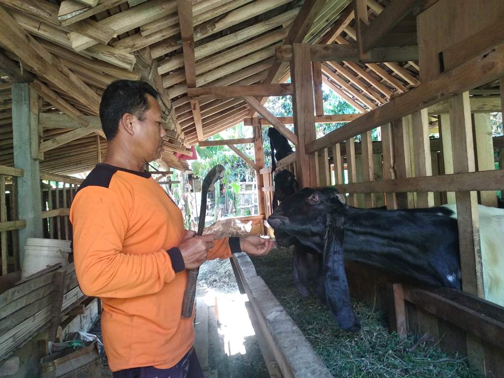 Ternak Kambing PE - Eksotika Desa